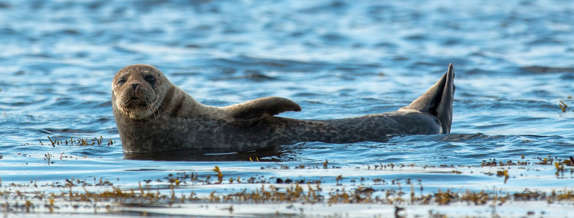 Marine Mammals — Marine Information System for Europe