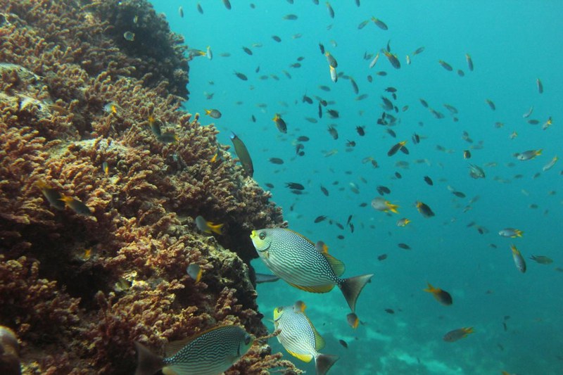 Food Webs | Marine Information System for Europe