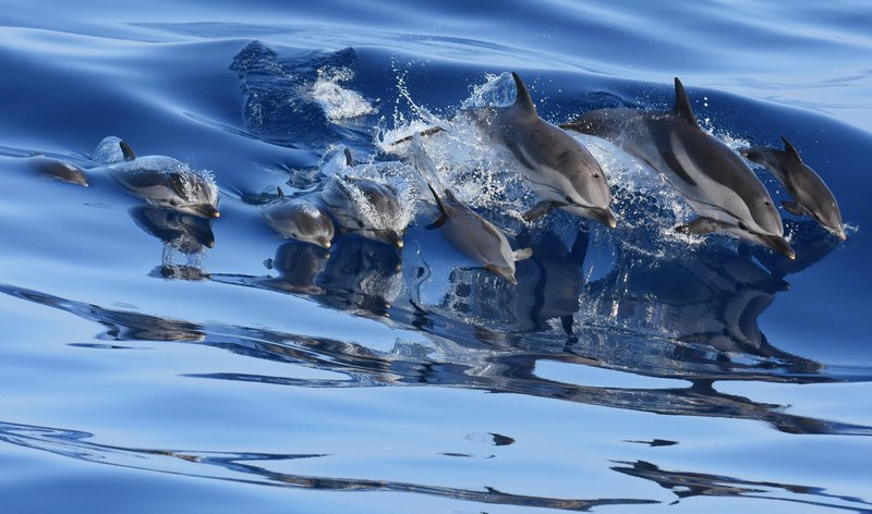 EU Mission “Restore our Oceans and Water” | Marine Information System ...